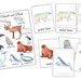 Arctic Animals Flash Cards. Montessori Three Part Cards. Nomenclature ...