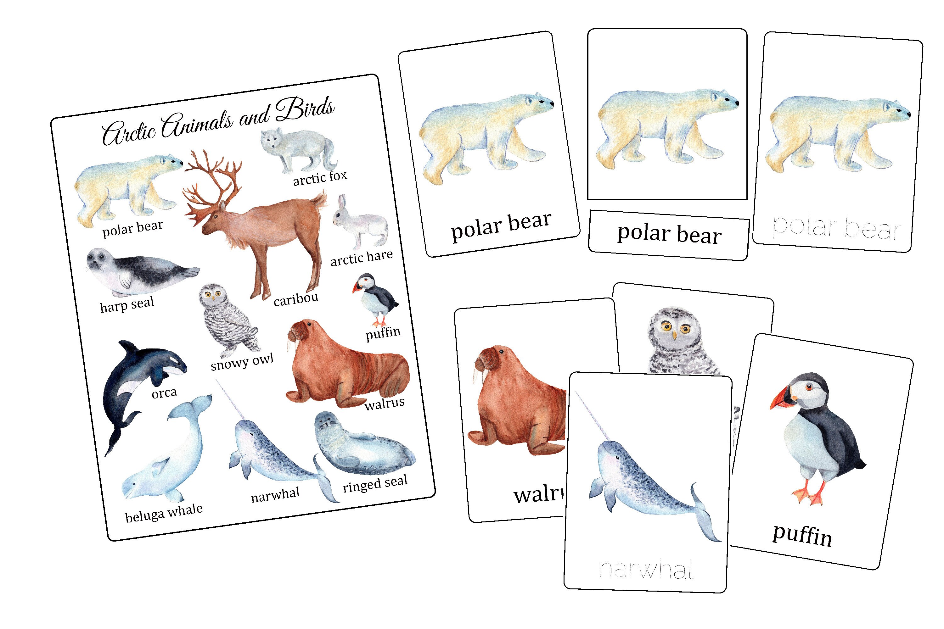 Arctic Animals Flash Cards. Montessori Three Part Cards. Nomenclature ...