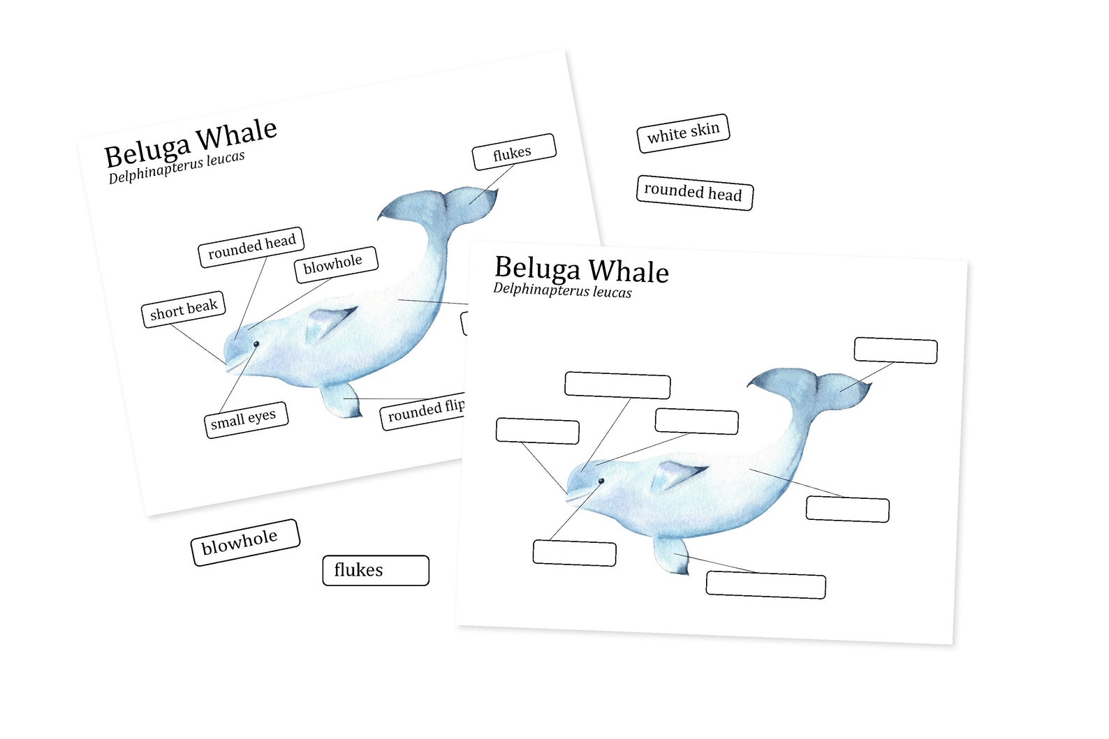 Beluga Whale Anatomy Poster, Homeschool Marine Biology Learning ...