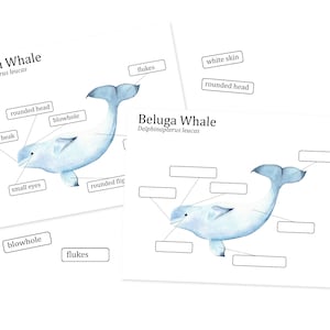 Beluga Whale Anatomy Poster, Homeschool Marine Biology Learning ...