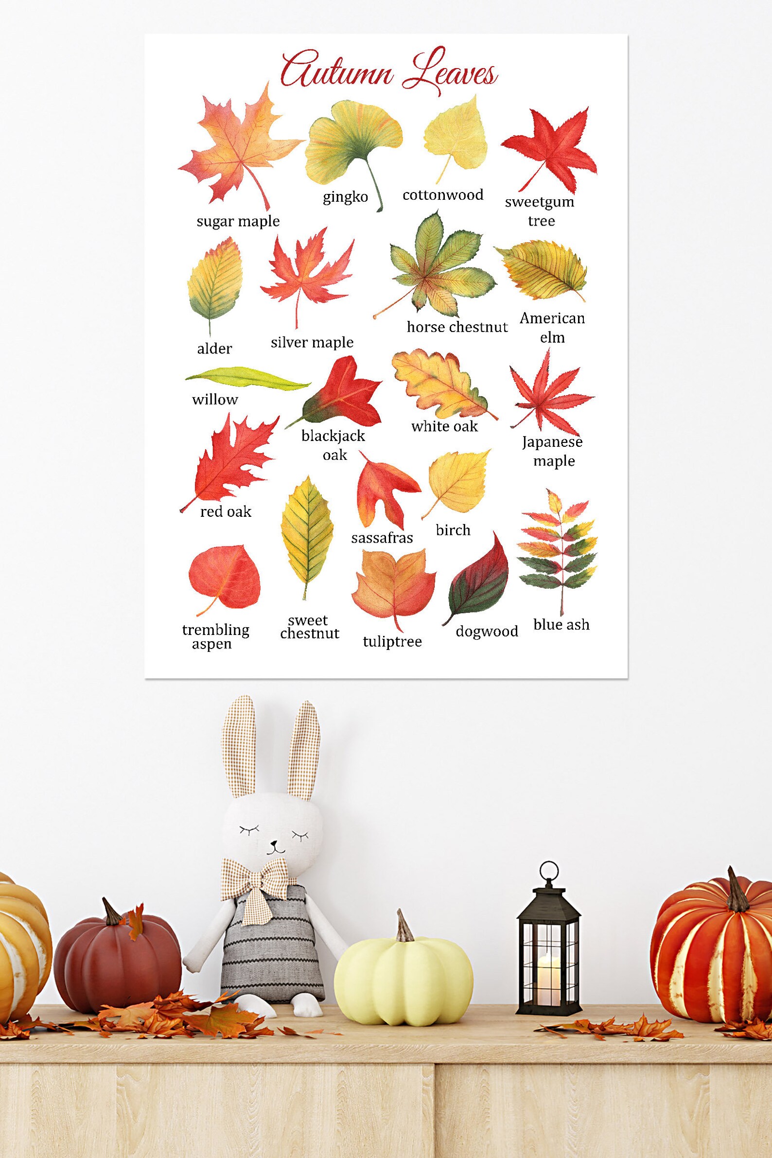 Fall Leaf Identification Montessori Poster, Educational Poster, Autumn ...