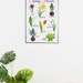 Spring Flowers Montessori Poster, Educational Poster, Crocus, Daffodil ...