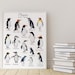 Penguins Species Montessori Poster, Educational Poster, Types of ...