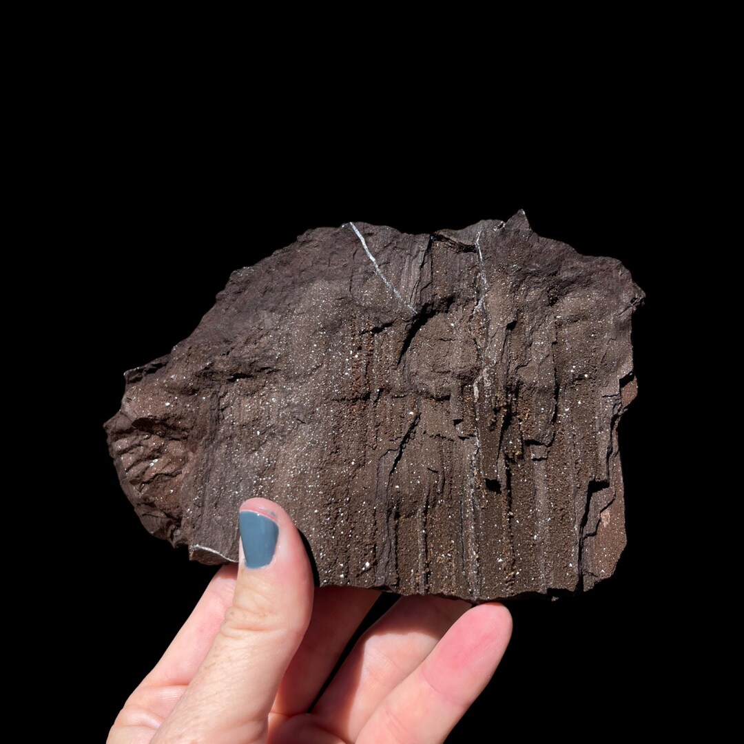 Natural Raw Permineralized Conifer (mummified Wood) Specimen Fossil ...