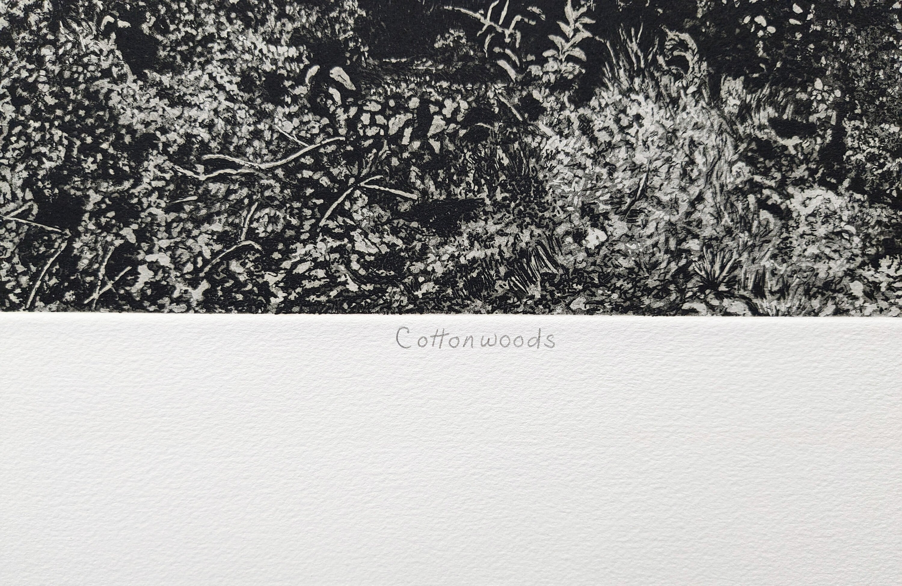 Barbara Pihos Etching "cottonwoods" 1984, Signed - Etsy
