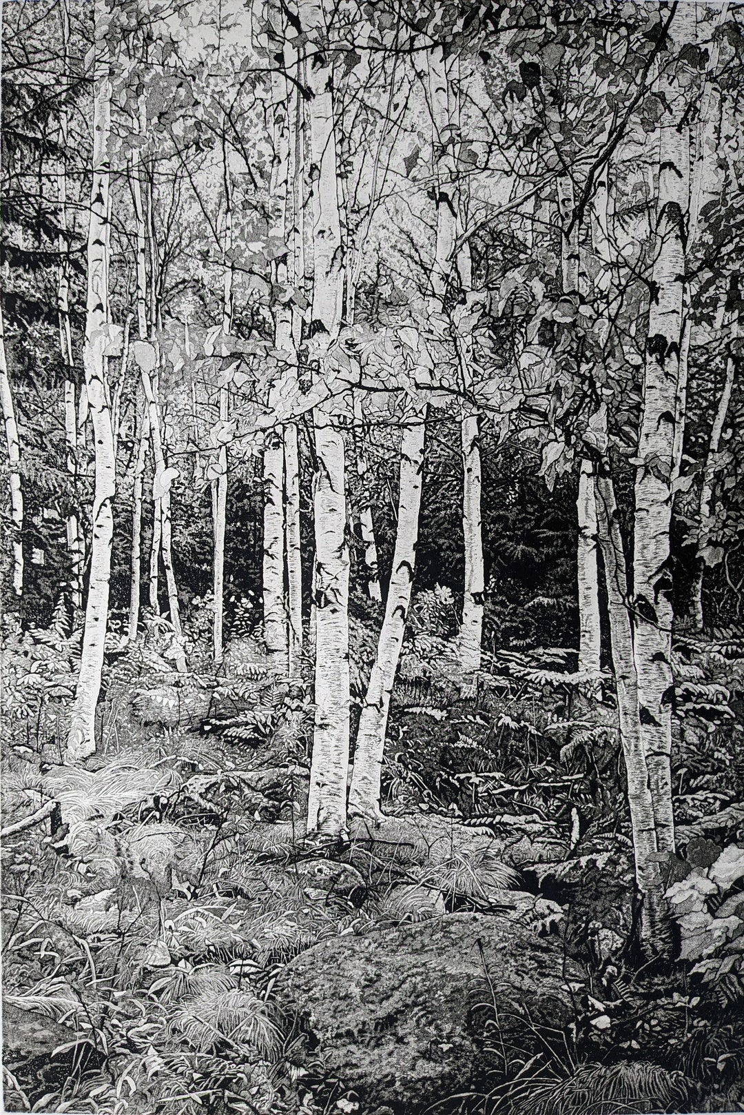 Barbara Pihos Etching "birches" C. 1990, Signed - Etsy