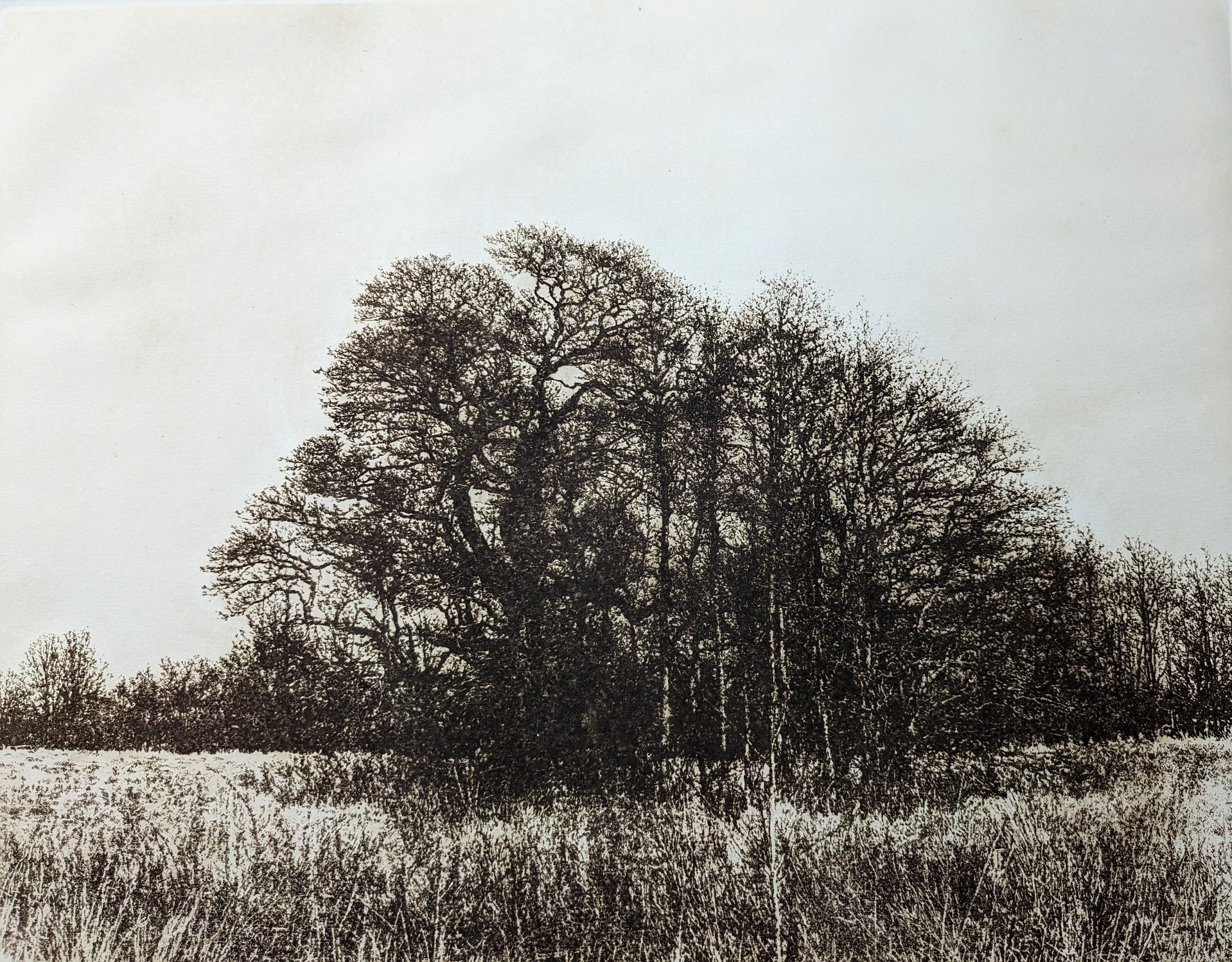 Herbert L. Fink Etching "oaks and Hickories" 1980, Signed - Etsy