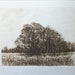 Herbert L. Fink Etching "oaks and Hickories" 1980, Signed - Etsy