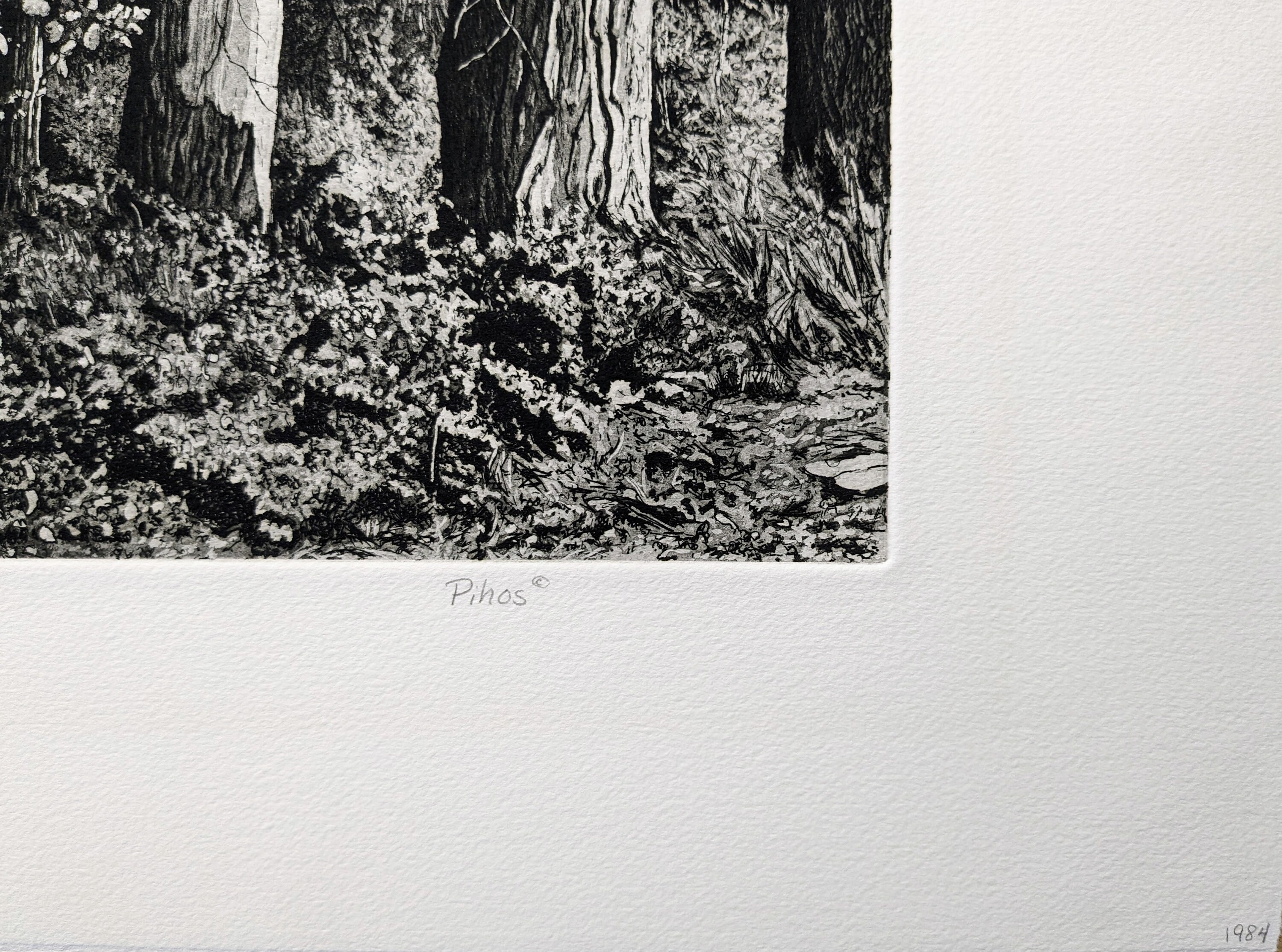 Barbara Pihos Etching "cottonwoods" 1984, Signed - Etsy