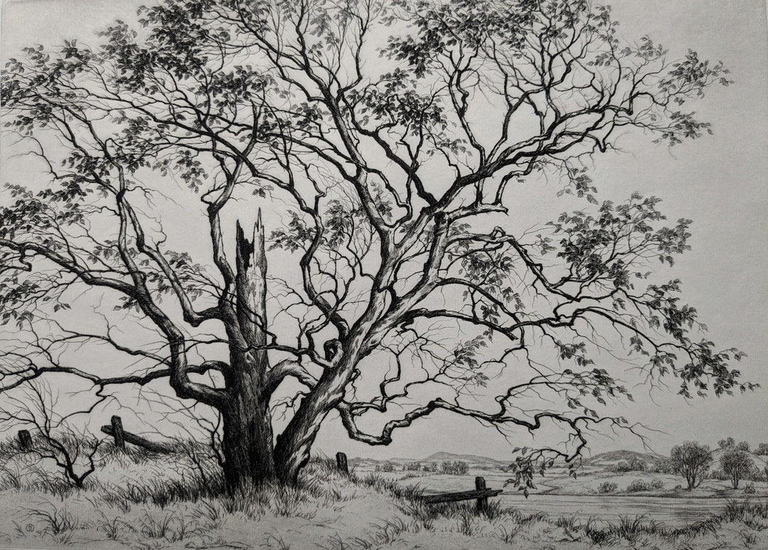 Ronau W. Woiceske Etching "old Sycamore" 1939, Signed - Etsy