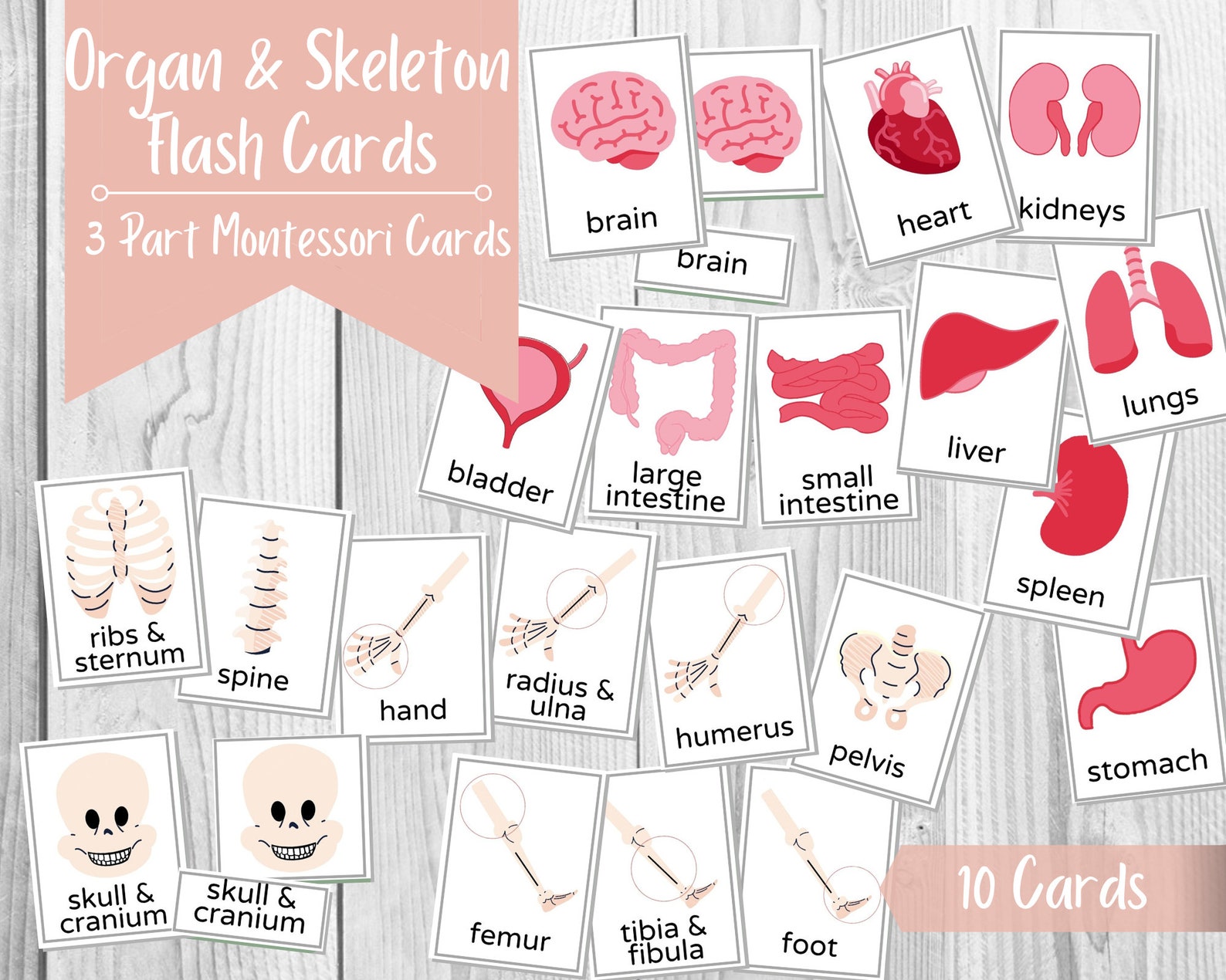 Body Bundle Anatomy Printable Learn Body Parts My Skeleton My Organs 5 ...