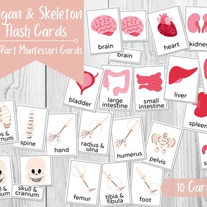 Body Bundle - Anatomy Printable - Learn Body Parts - My Skeleton - My ...