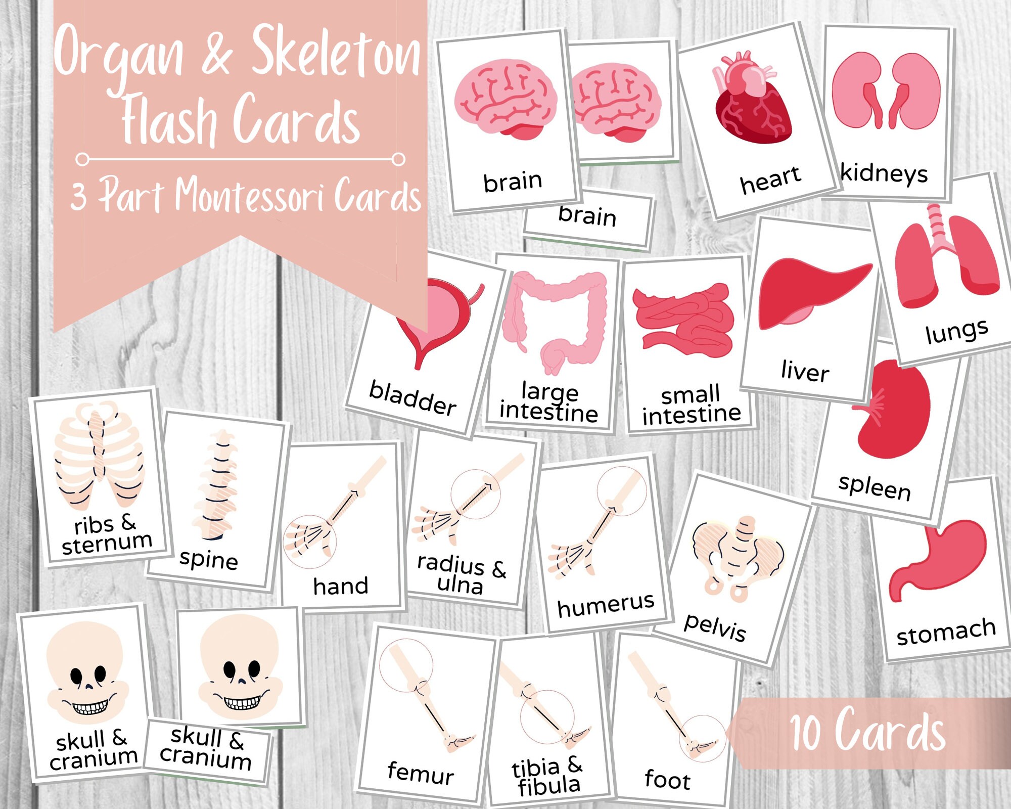 Body Bundle Anatomy Printable Learn Body Parts My Skeleton My Organs 5 ...