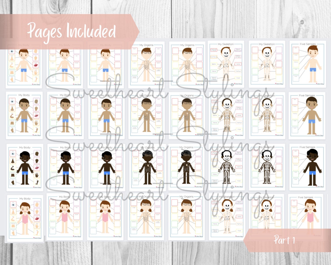 Body Bundle Anatomy Printable Learn Body Parts My Skeleton My Organs 5 ...