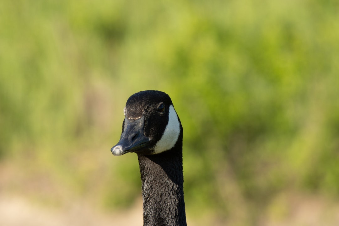 A Rather Brave Goose - Etsy