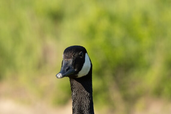 A Rather Brave Goose - Etsy