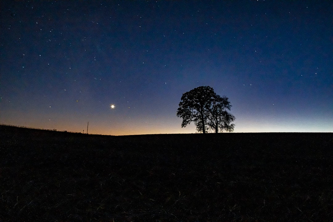 The Tree and the Stars - Etsy