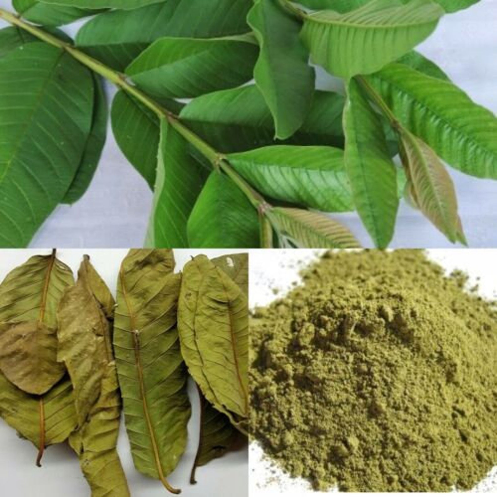 200g Guava Leaves 100% Organic , Dried Guava Leaves From Ceylon - Etsy