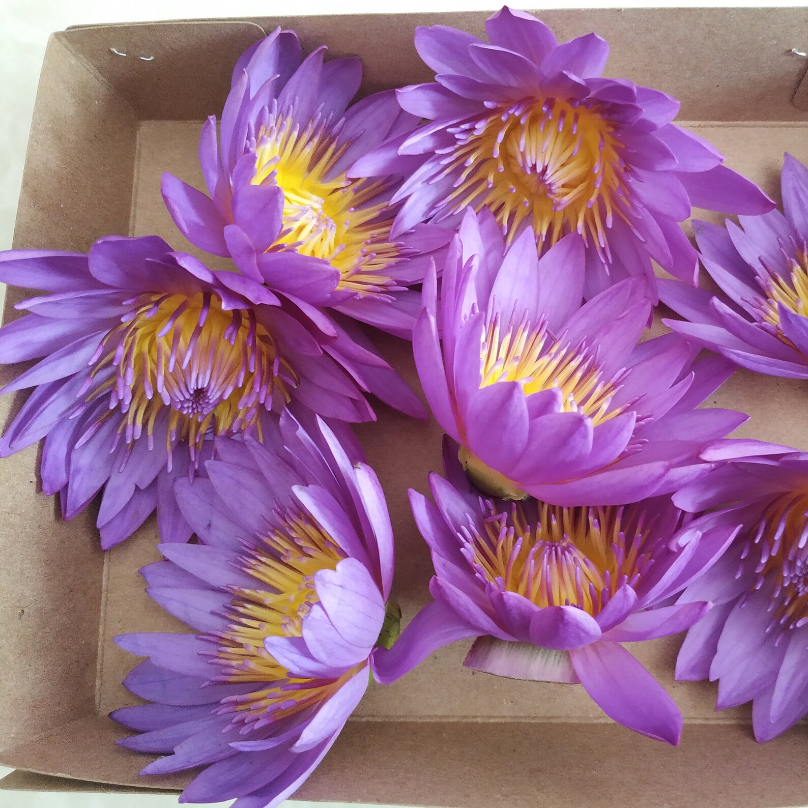 100% Sun Dried Organic Egyptian Blue Lotus Flowerswhole Flowers ...