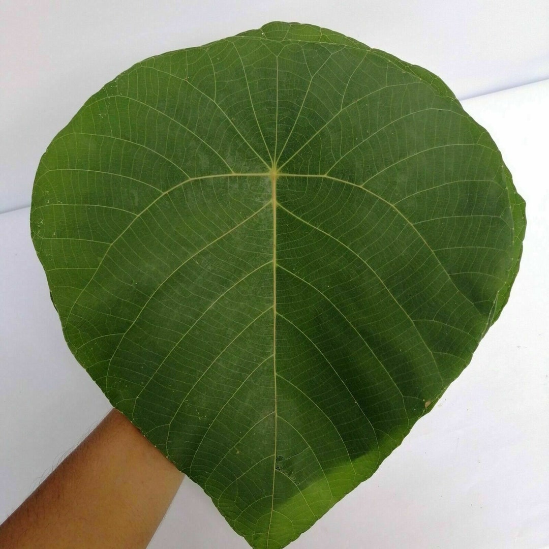 100 Macaranga Peltata/kanda Leaves 100% Pure Organic Dried - Etsy