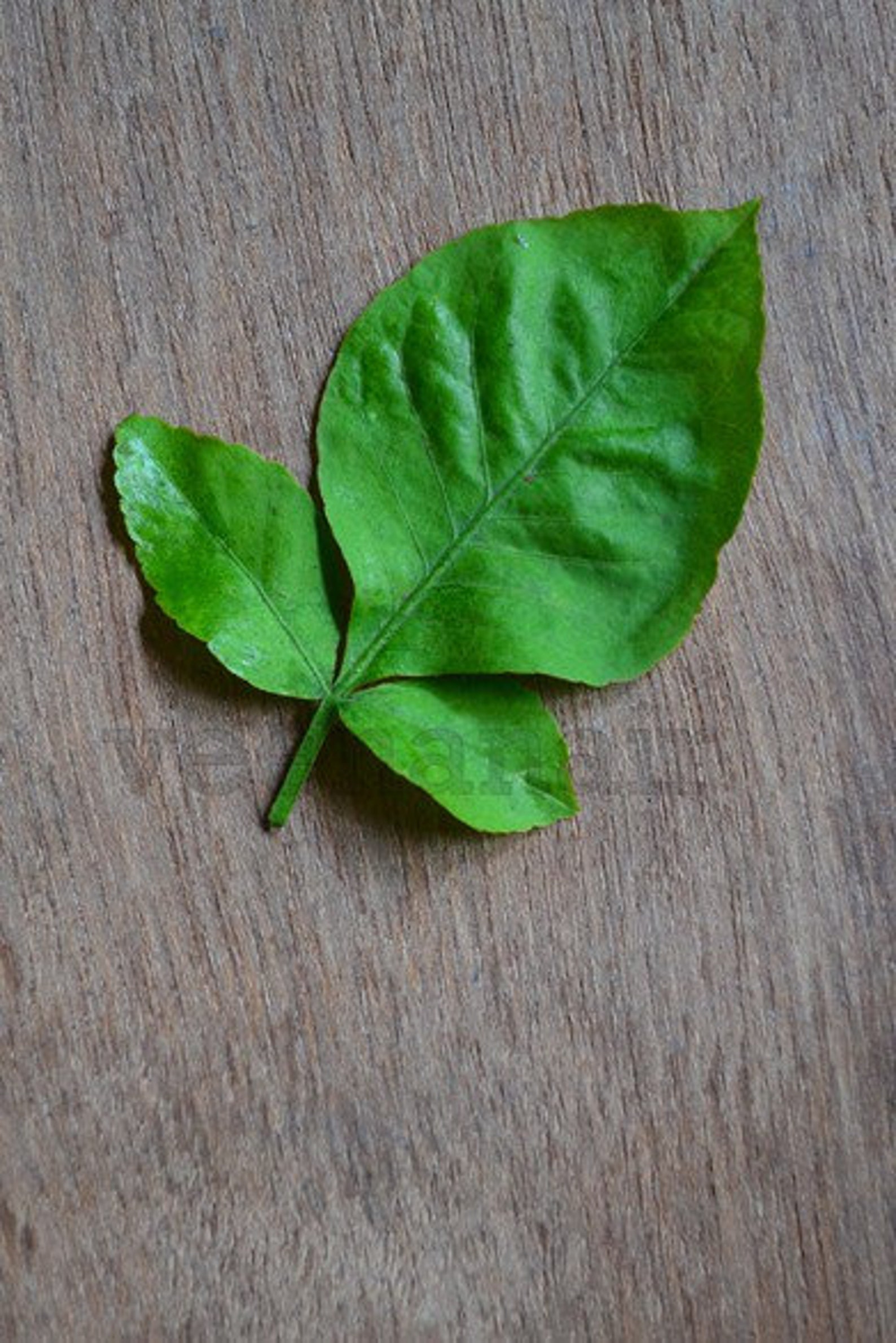 200 Bael Leaves, Dried Bilva Leaves,dried Bel Patra,dried Leaves - Etsy