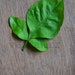 200 Bael Leaves, Dried Bilva Leaves,dried Bel Patra,dried Leaves - Etsy