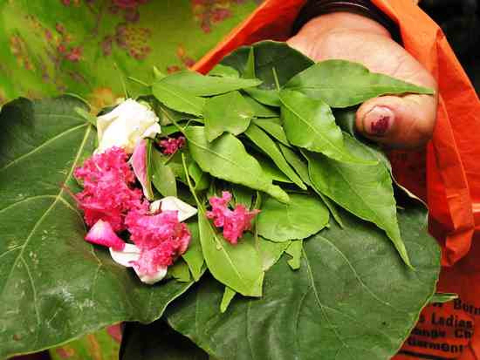 200 Bael Leaves, Dried Bilva Leaves,dried Bel Patra,dried Leaves - Etsy