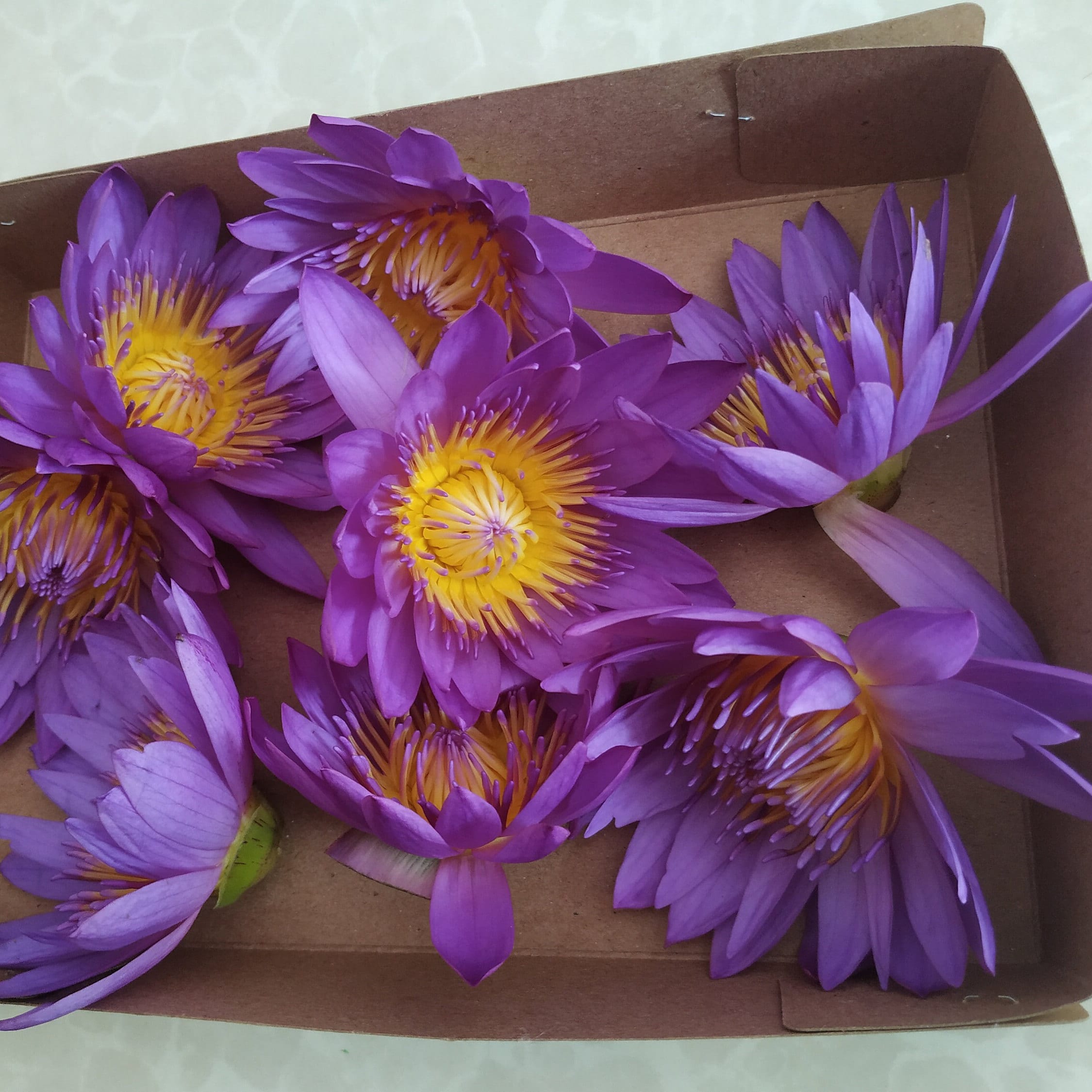 100% Sun Dried Organic Egyptian Blue Lotus Flowerswhole Flowers ...