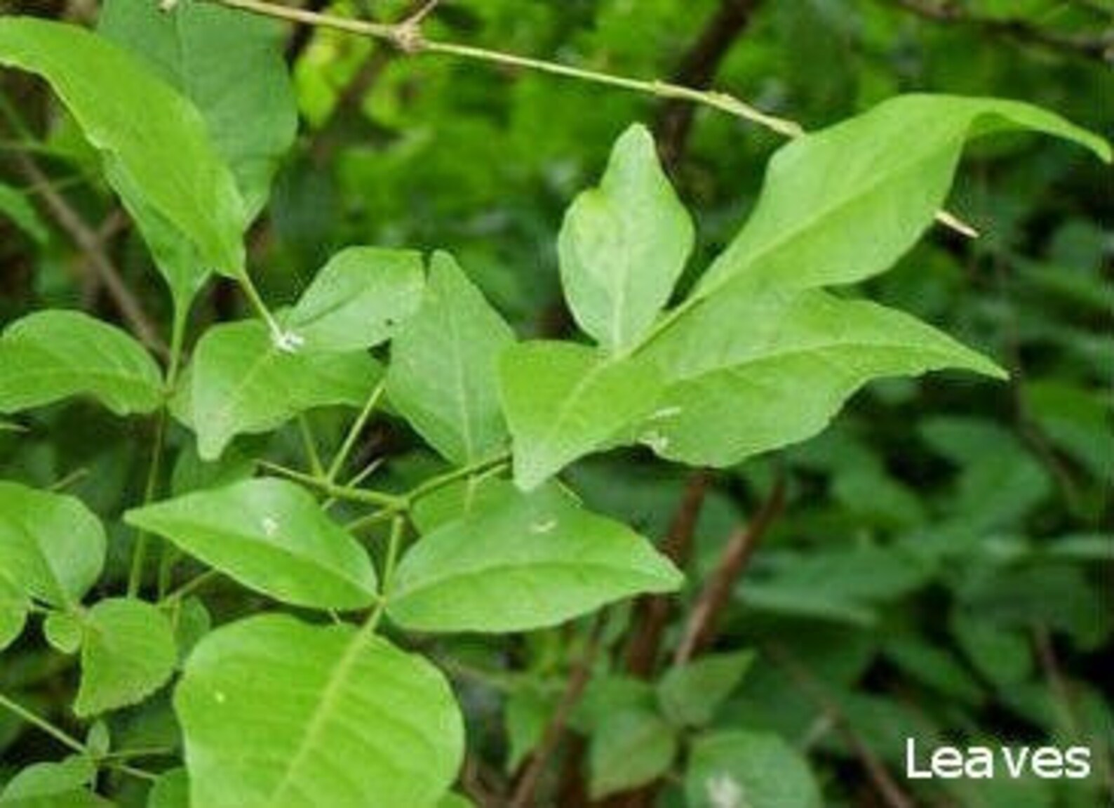 200 Bael Leaves, Dried Bilva Leaves,dried Bel Patra,dried Leaves - Etsy
