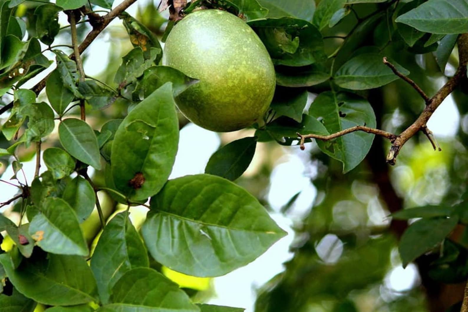 Bael Leaves Bel Leaves Dried Bael Leaves Half Sun-dried | Etsy