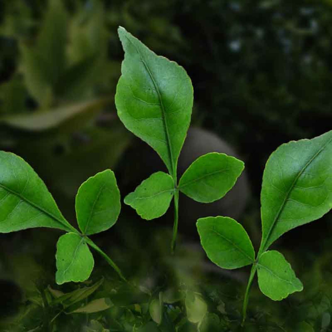 200 Bael Leaves, Dried Bilva Leaves,dried Bel Patra,dried Leaves - Etsy