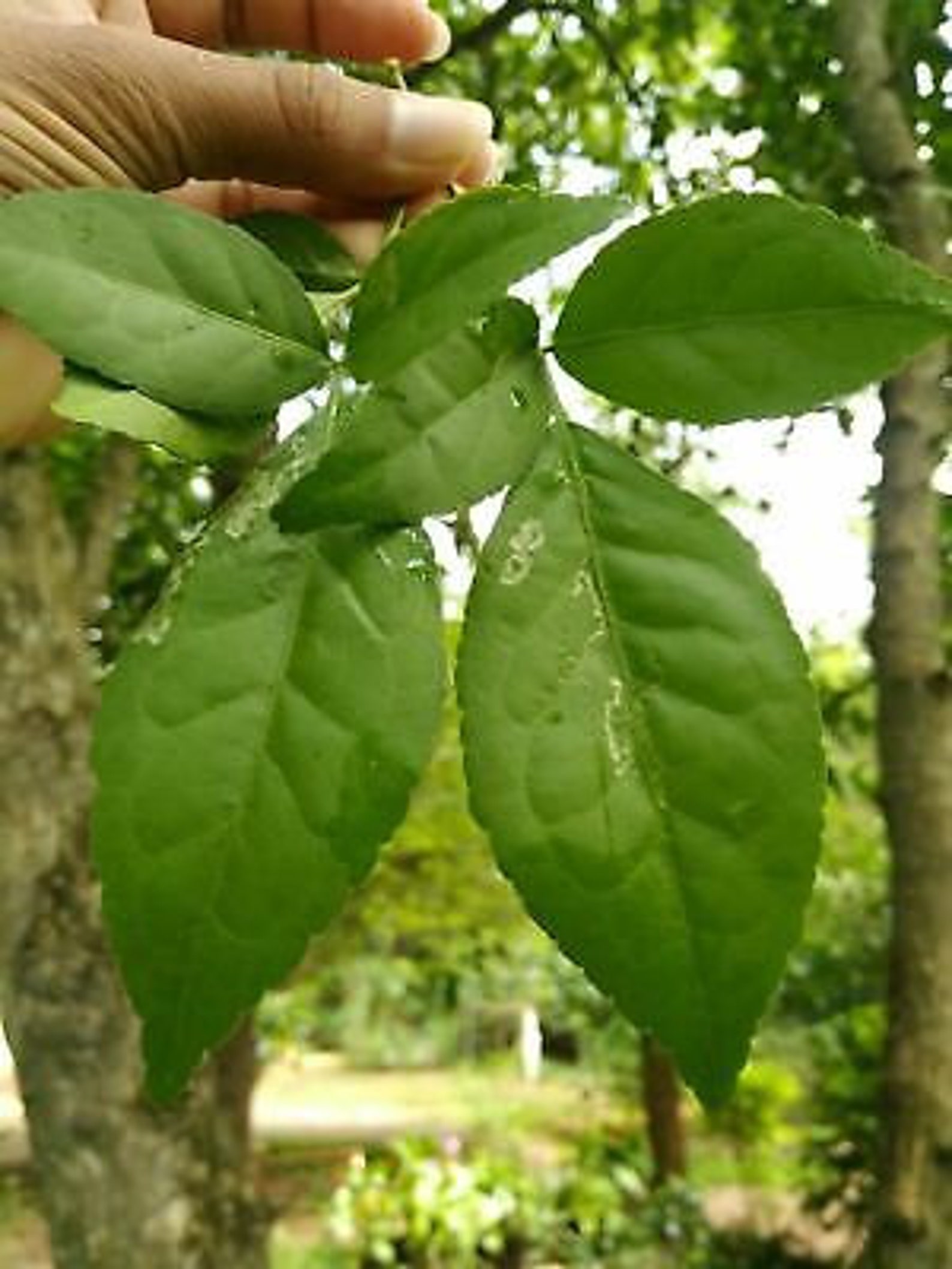 200 Bael Leaves, Dried Bilva Leaves,dried Bel Patra,dried Leaves - Etsy