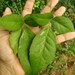 200 Bael Leaves, Dried Bilva Leaves,dried Bel Patra,dried Leaves - Etsy