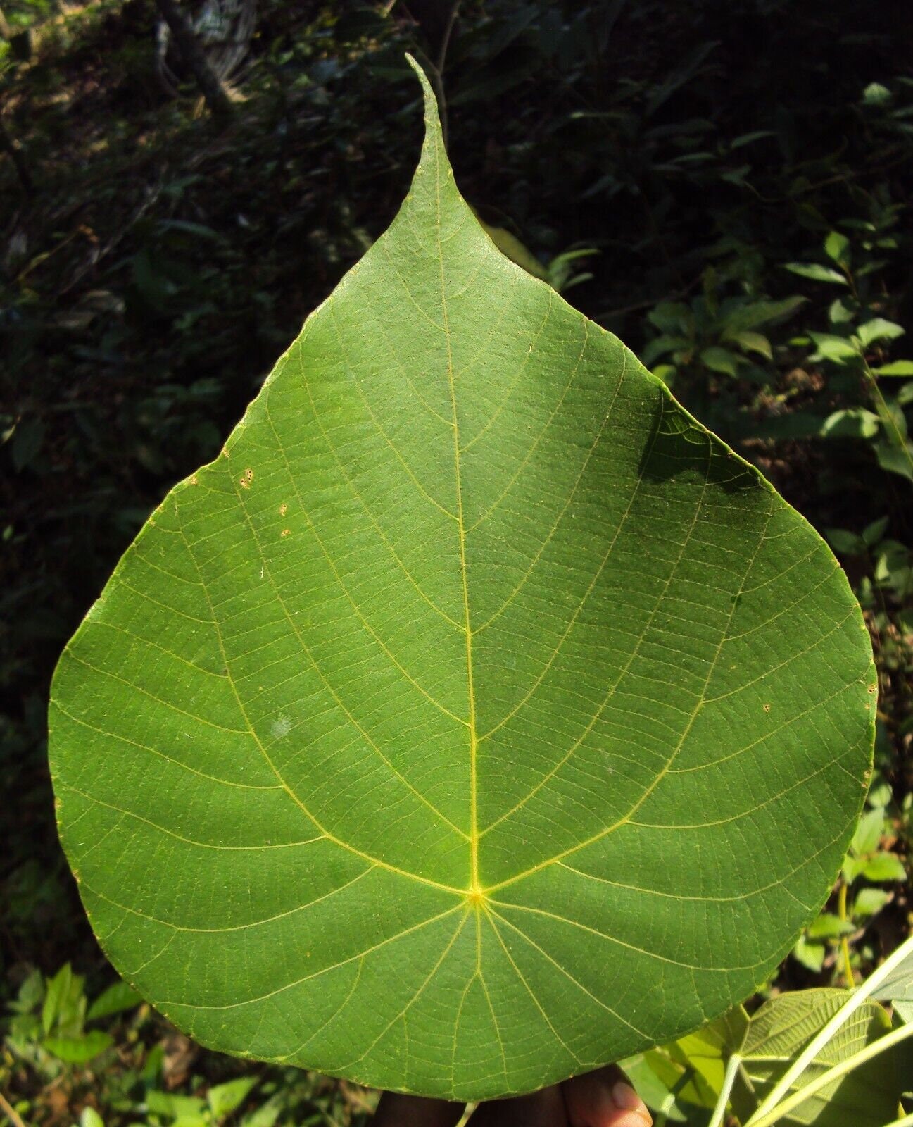 100 Macaranga Peltata/kanda Leaves 100% Pure Organic Dried Leaves From ...