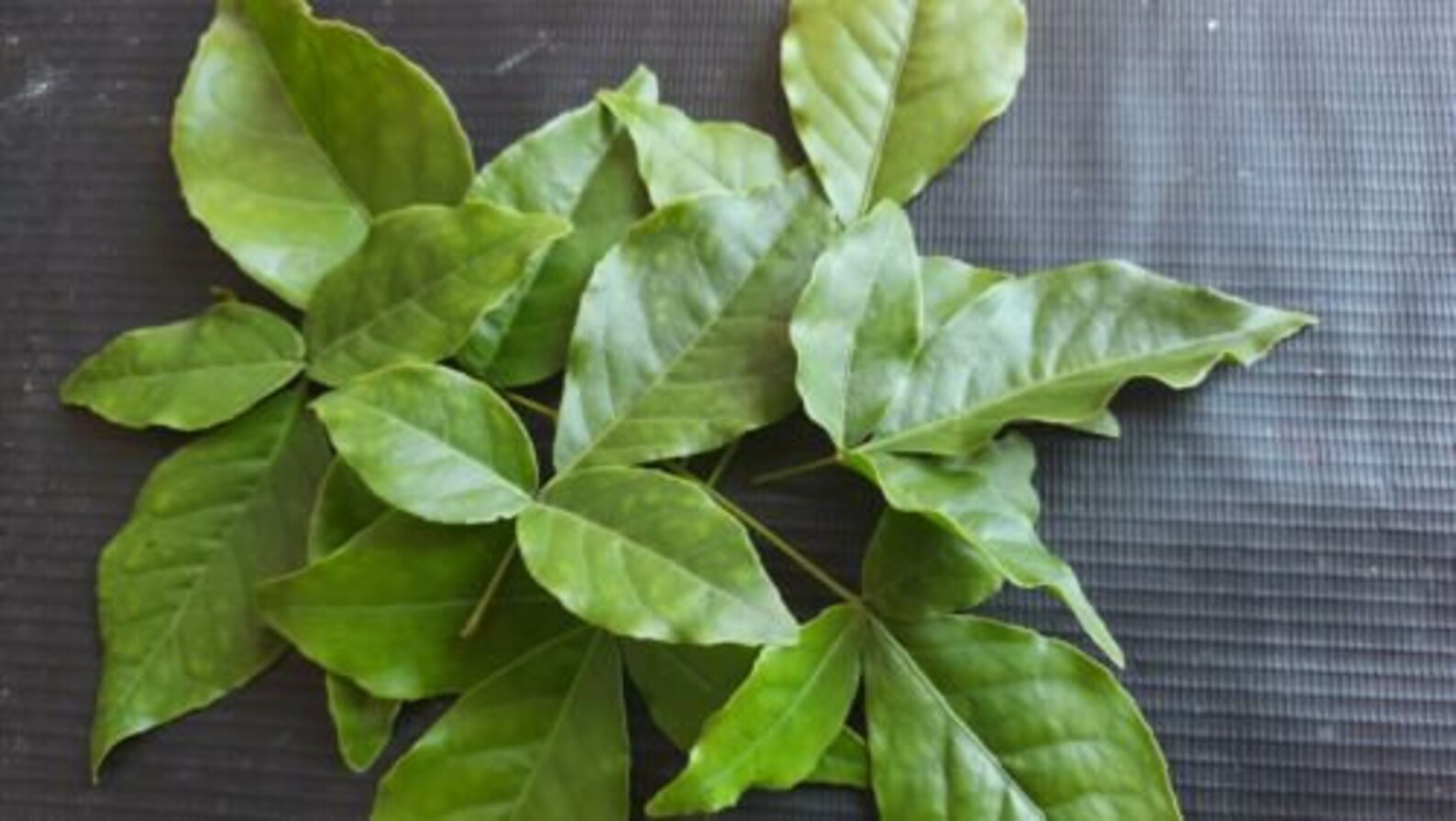 200 Bael Leaves, Dried Bilva Leaves,dried Bel Patra,dried Leaves - Etsy