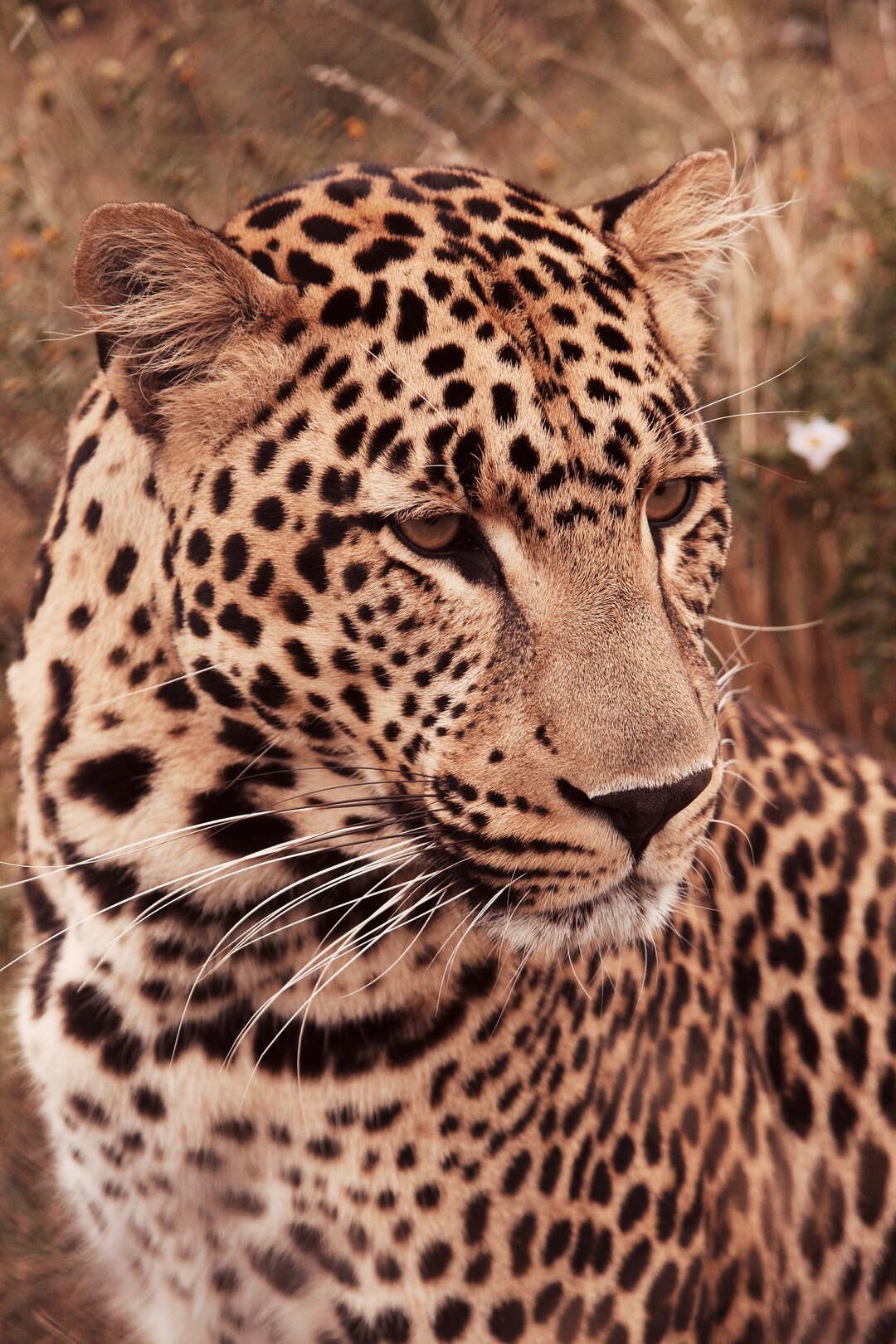 Leopard Stare Nature Photography Digital PRINTABLE - Etsy