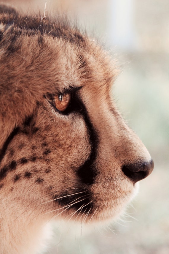Cheetah Face Side