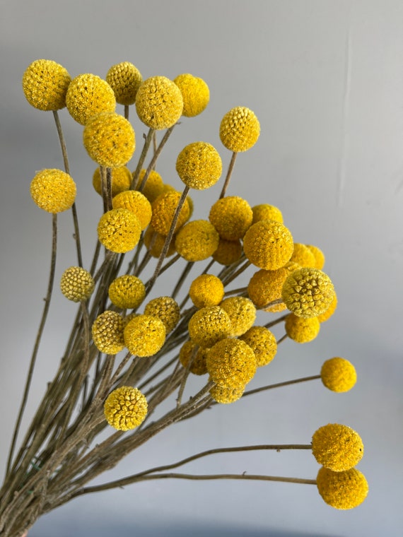 Dried Billy Balls Craspedia USA Grown Billy Buttons - Etsy