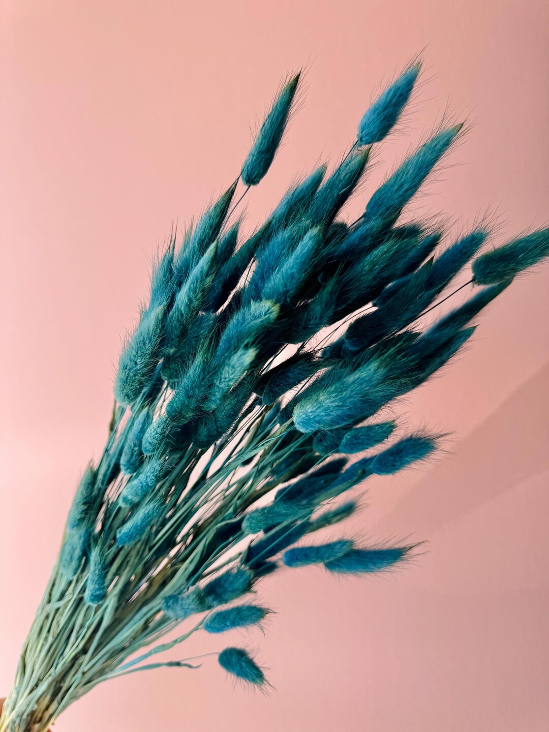 Large Teal BUNNY TAILS | 100 Stems | Natural Laguras Grass - Etsy