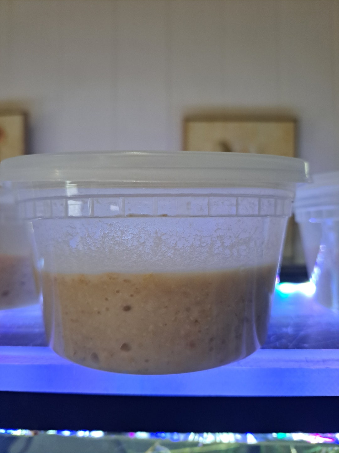 Microworm Culture Live Food for Baby Fish Fry - Etsy