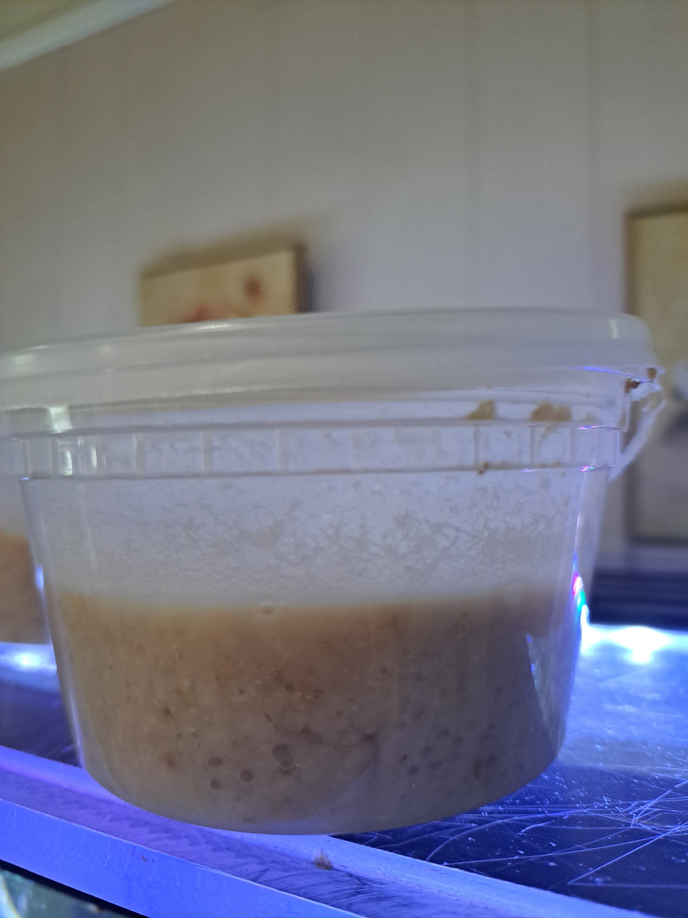 Microworm Culture Live Food for Baby Fish Fry - Etsy
