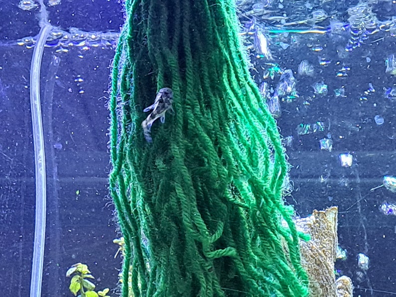 Floating Fish Breeding Mop Live Bearer and Egg Layers Fry Hiding - Etsy