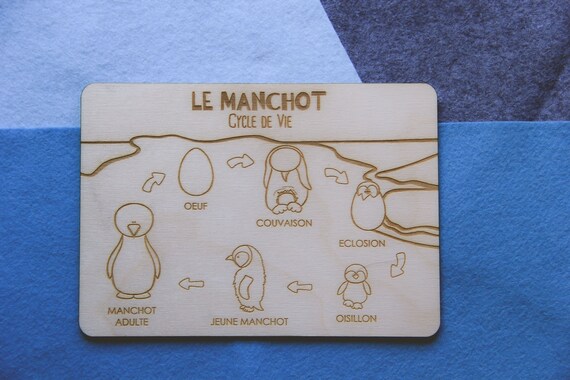 Planche en bois éducative Le cycle de vie du Manchot - Etsy France