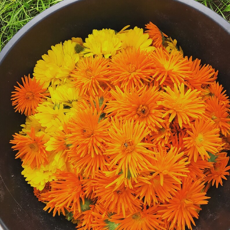 Edible Flower Calendula Petals 100% Naturalno Additives - Etsy