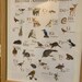 Nature Alphabet Chart, Animal Alphabet Coloring Pages, British Wildlife ...