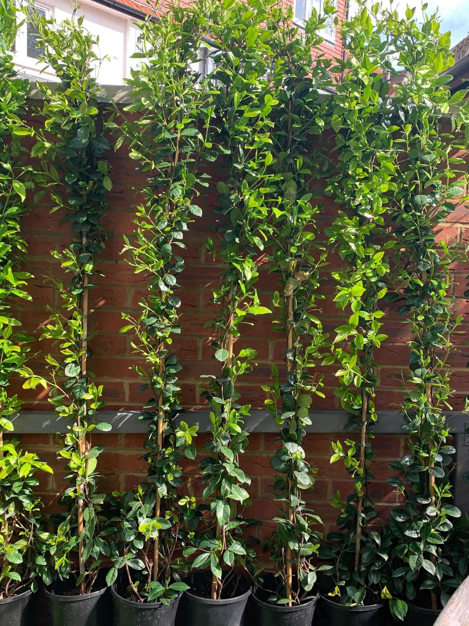 Star Jasmine Evergreen Climber Etsy Uk