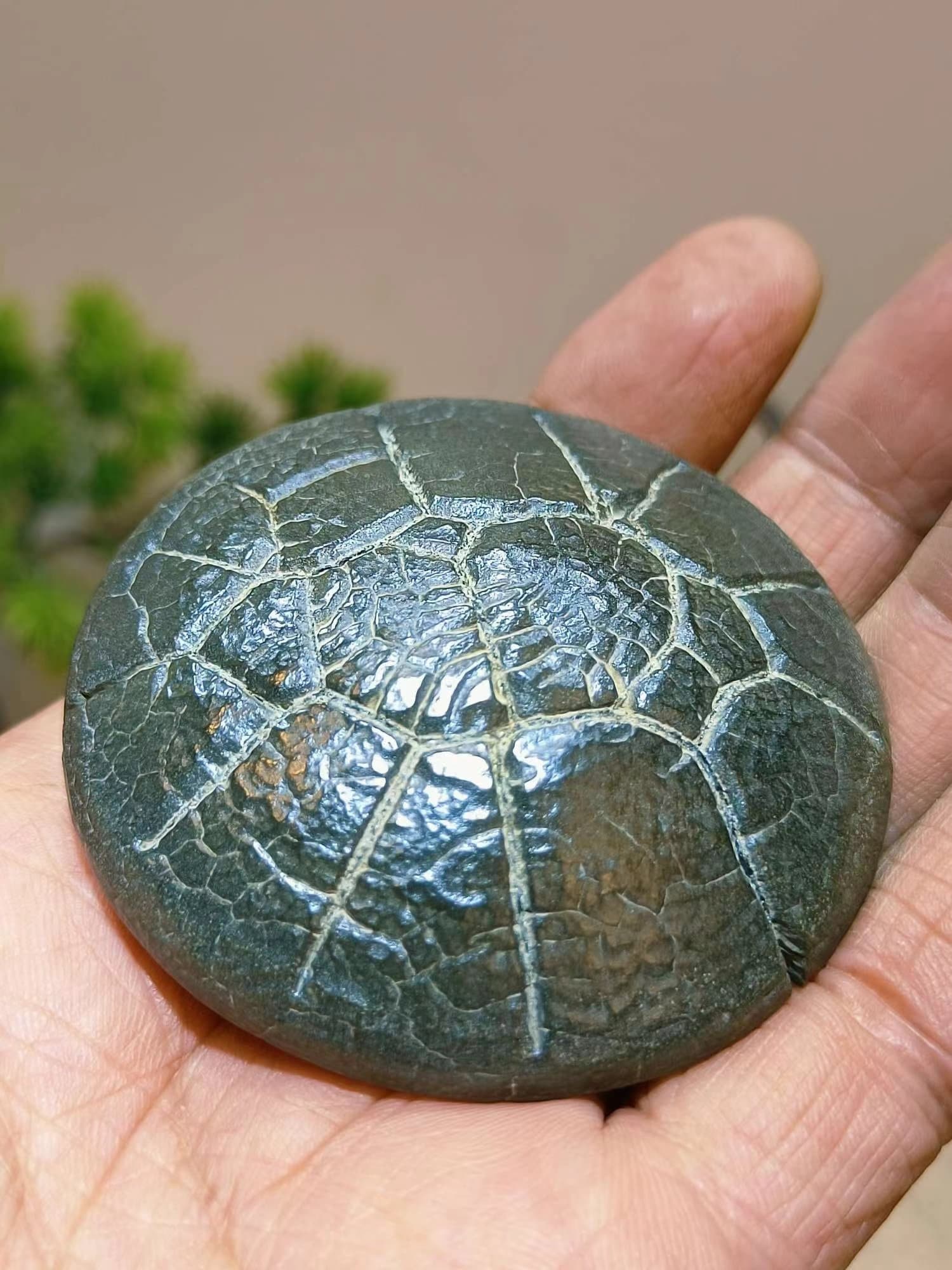 China Natural Stone "tortoise Back Pattern" Stone Moire Stone 051604 - Etsy