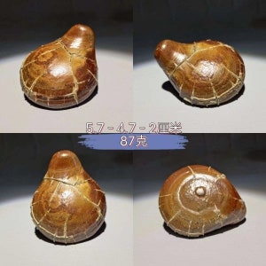 China Natural Stone "tortoise Back Pattern" Stone Moire Stone 062903 - Etsy