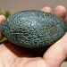 China Natural Stone "tortoise Back Pattern" Stone Moire Stone 052702 - Etsy