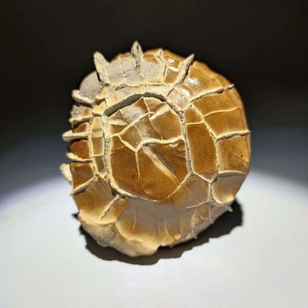 China Natural Stone "tortoise Back Pattern" Stone Moire Stone 070101 - Etsy